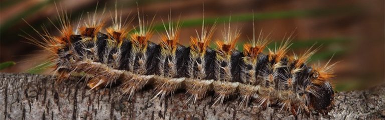 Processionaria del pino – Comune di Quattro Castella